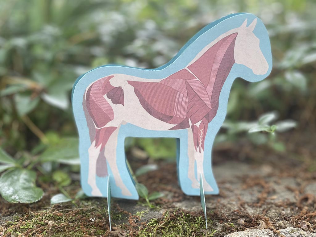 Horse Anatomy Craft Printable Download - Allpony