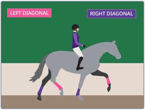 Fun Free Educational Horse Learning Games for Kids