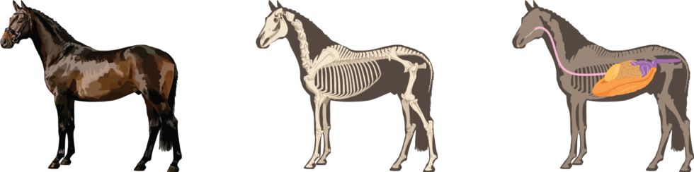 Chapter 1. Introduction to Horse Anatomy - Allpony, By the U.S. Pony Clubs
