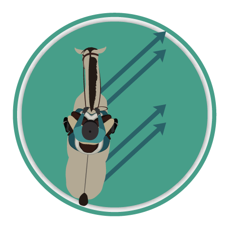 Leg-Yield Explained Course - Allpony, By the U.S. Pony Clubs