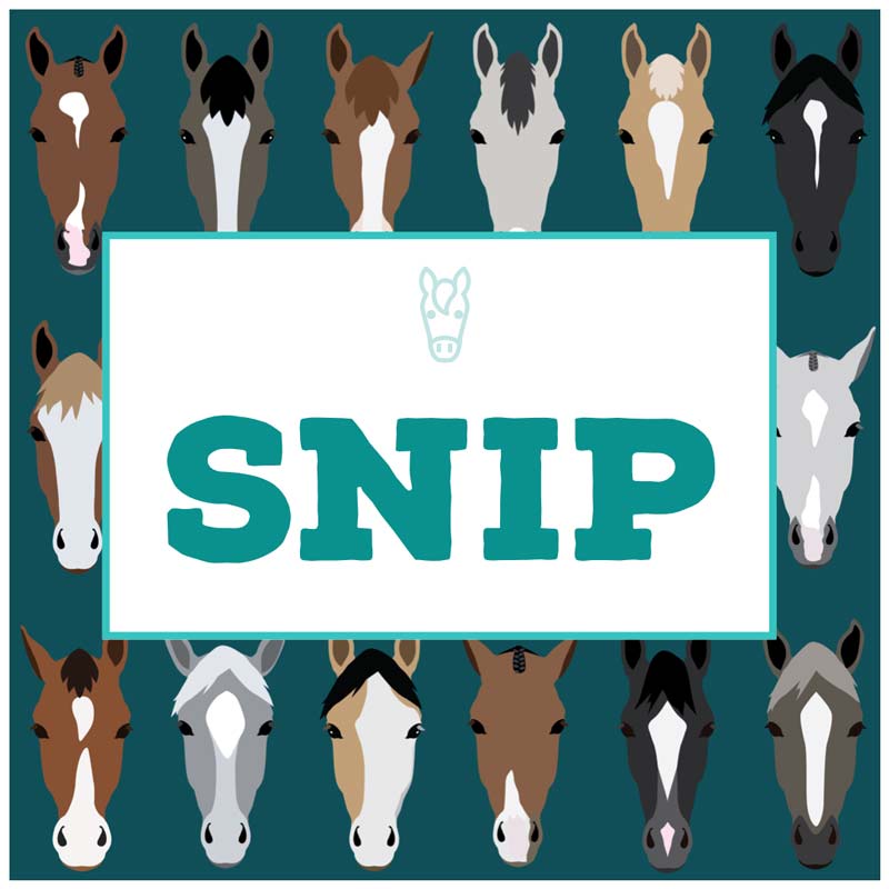 Horse Face Markings Chart Colours & Markings
